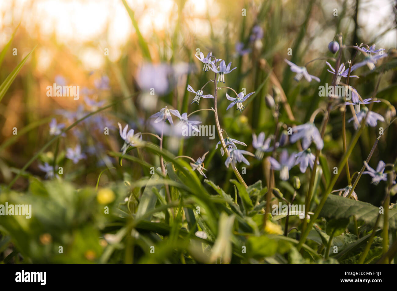 Siberian Spring Beauty High Resolution Stock Photography and Images - Alamy