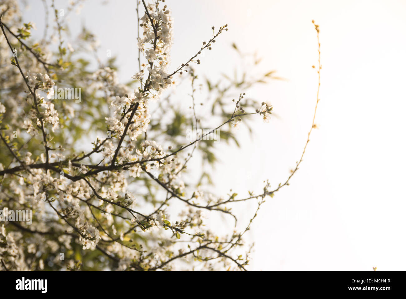 Empty apple tree hi-res stock photography and images - Alamy