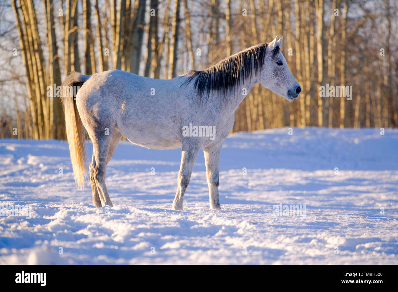 Profile of Gray Arabian Mare standing in snow covered meadow in winter ...