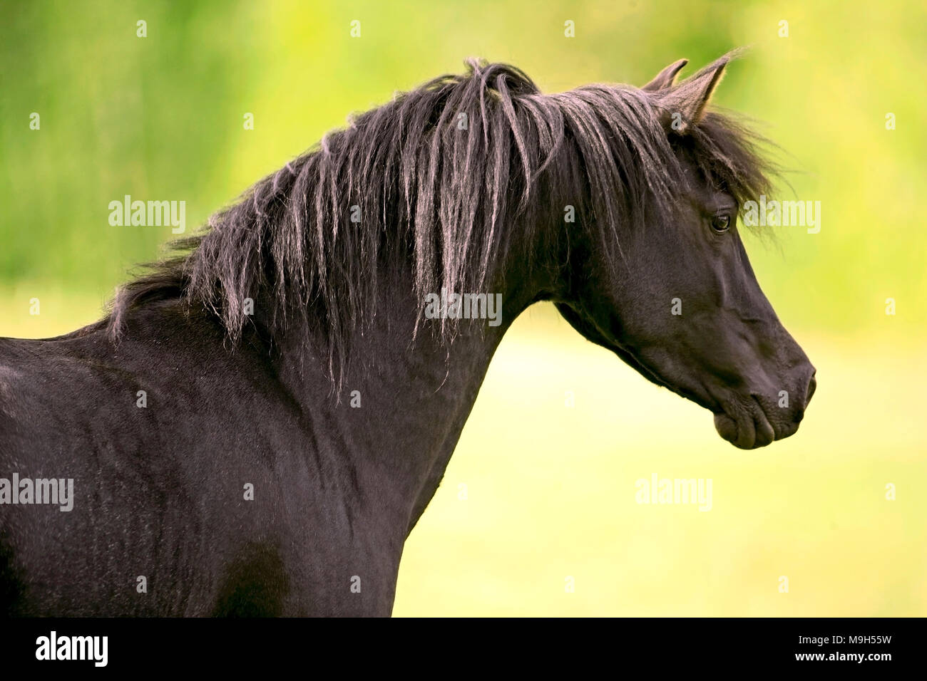 Beautiful black Arabian Stallion, watching, alert portrait profile ...