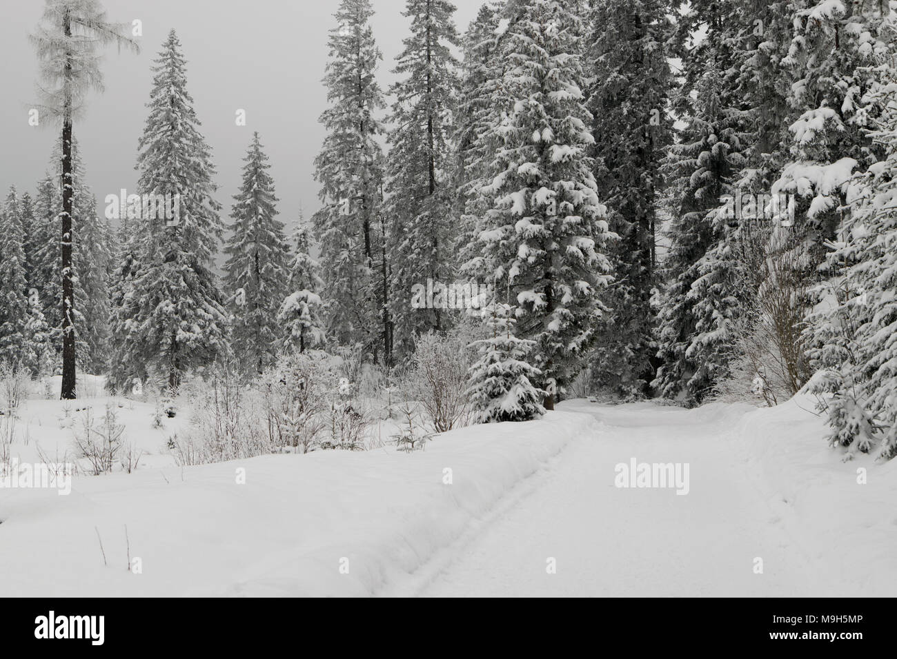 Winter snowy forrest in fog Stock Photo - Alamy