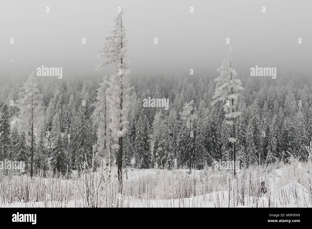 Winter snow road ice frost trees hi-res stock photography and images ...