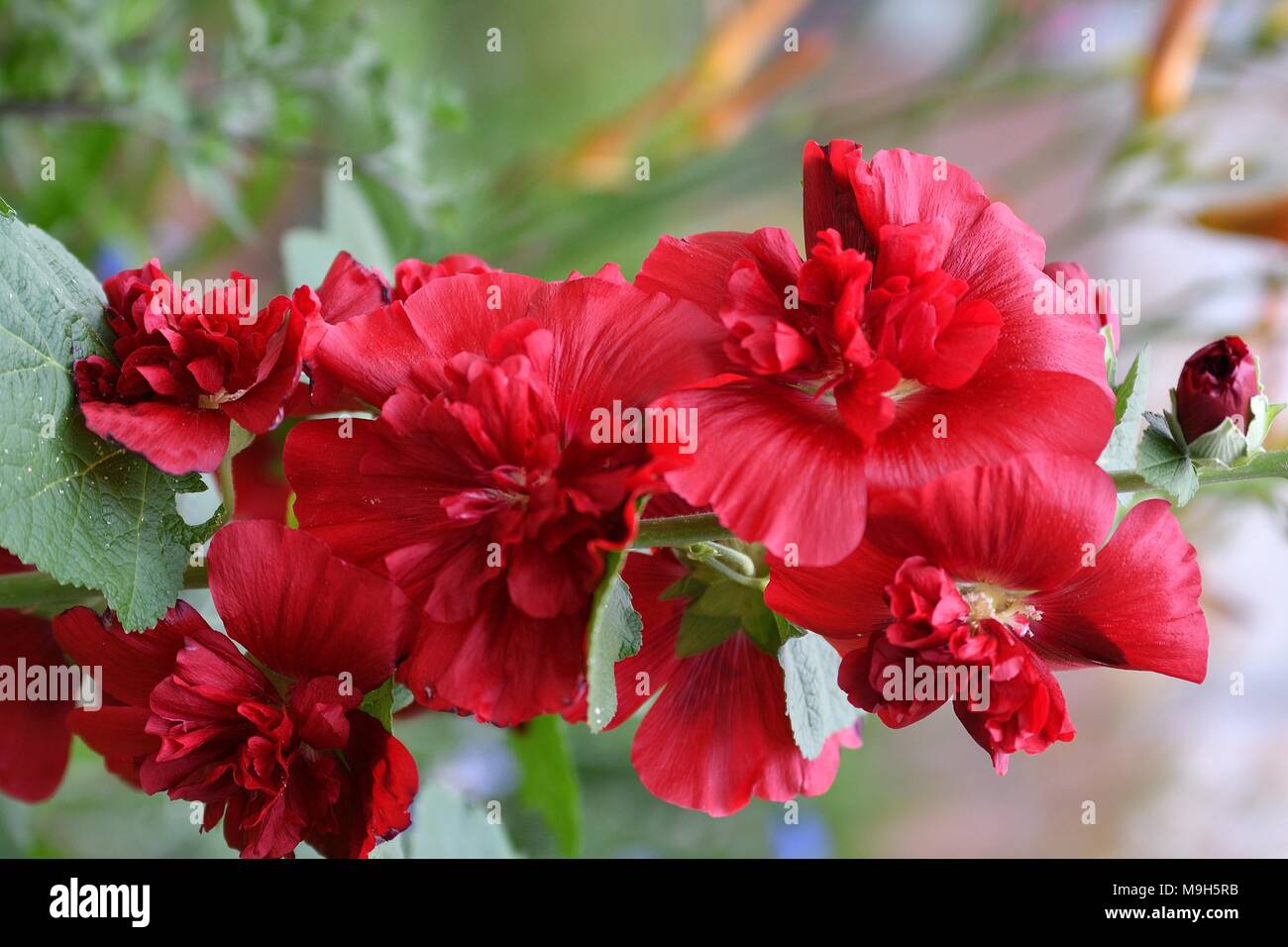 Malva flower double red in summer morning Stock Photo - Alamy