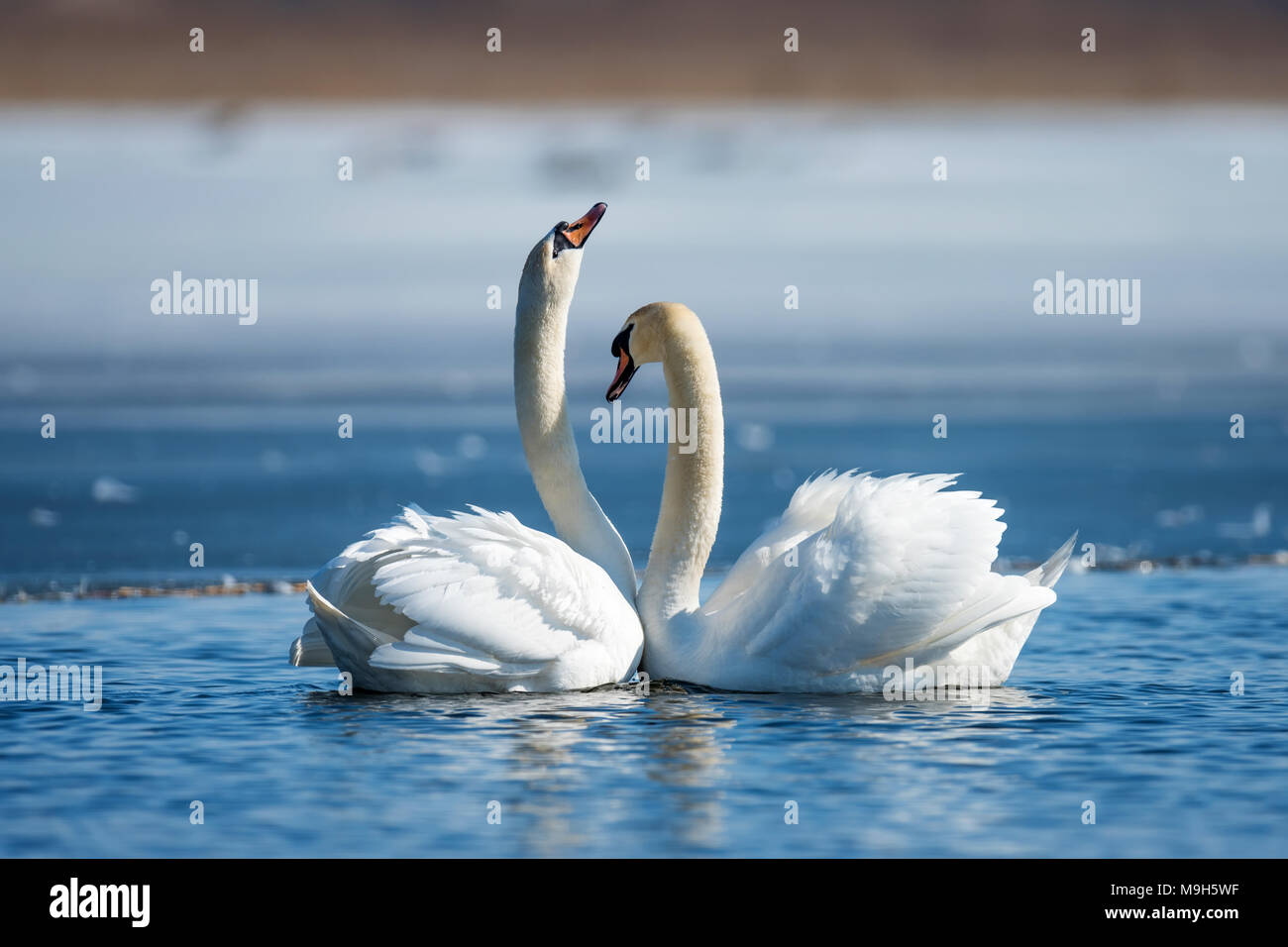 Swan reflection in water hi-res stock photography and images - Alamy