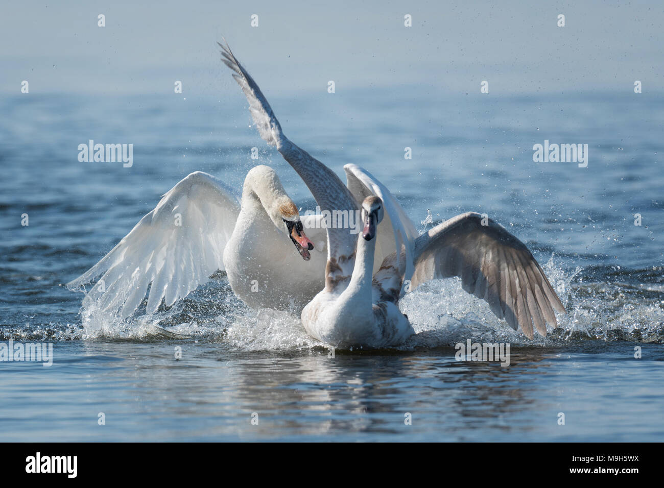 Two male swans, Cygnus olor, during a fight for supremacy in mating ...