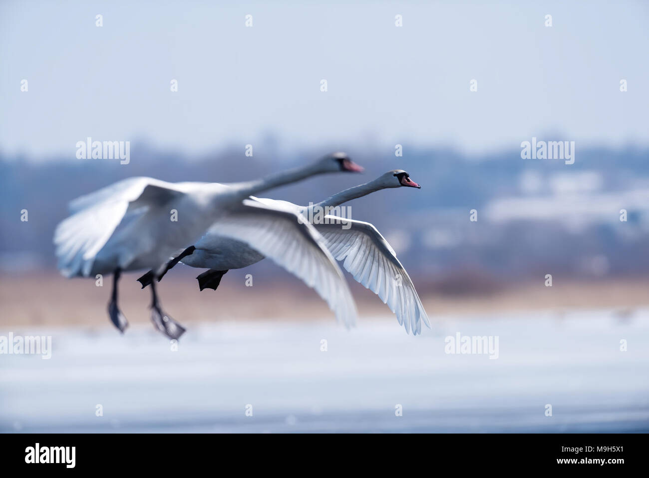 Beautiful swan in flight hi-res stock photography and images - Alamy