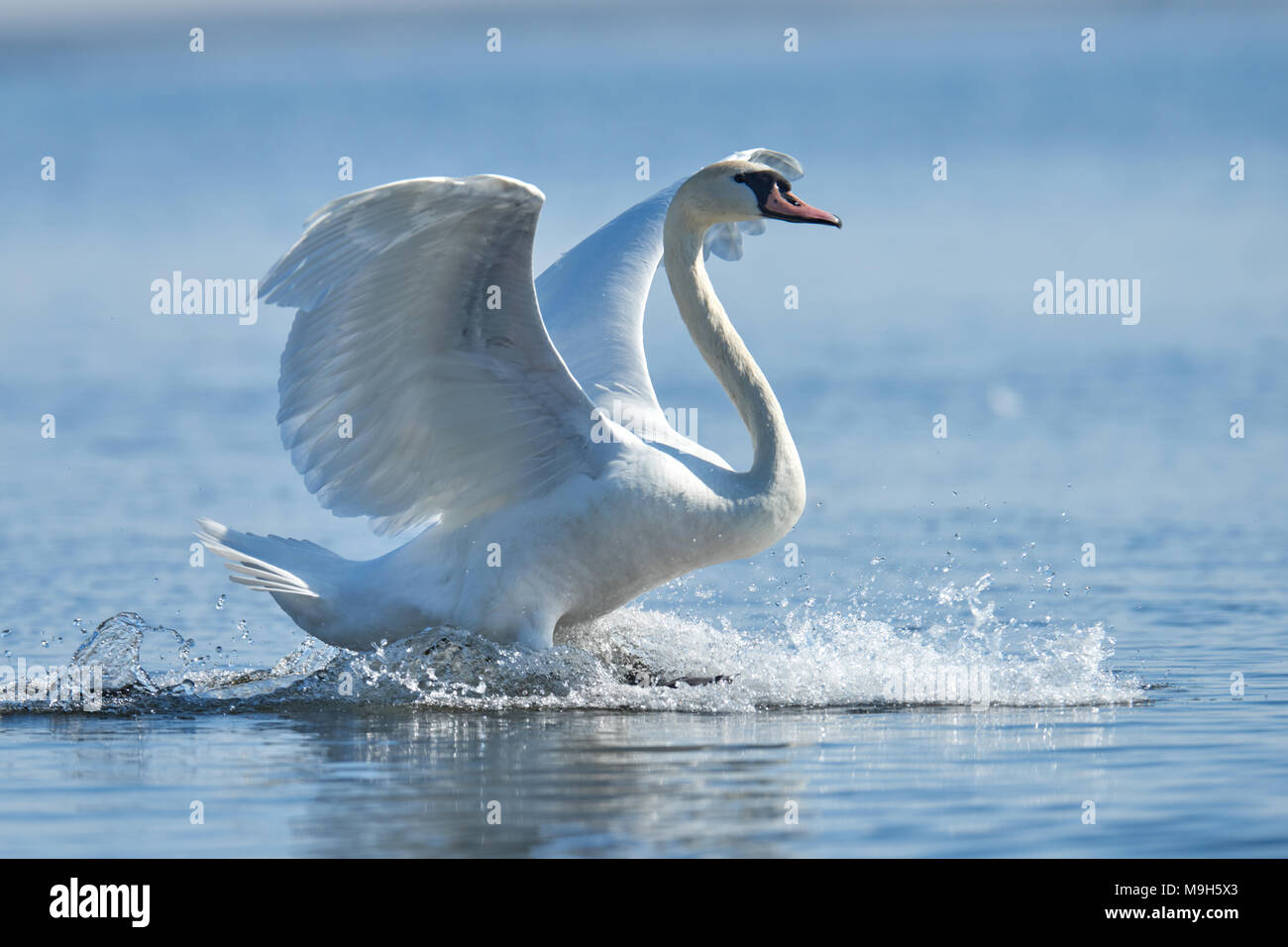 Swan rising from water and splashing water drops around Stock Photo - Alamy