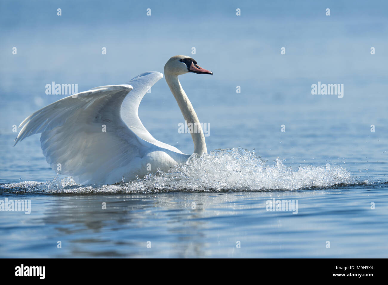 Swan rising from water and splashing water drops around Stock Photo - Alamy
