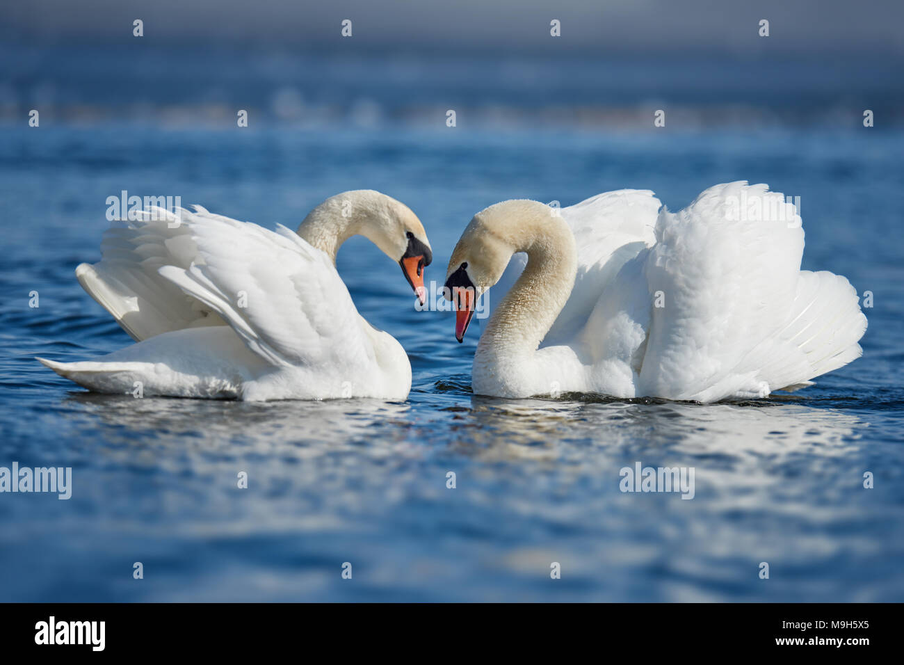 Romantic couple of swans on the lake. Swan reflection in water Stock ...