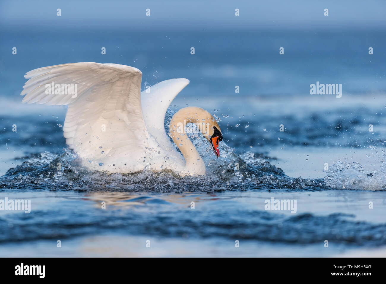 Swan rising from water and splashing water drops around Stock Photo - Alamy