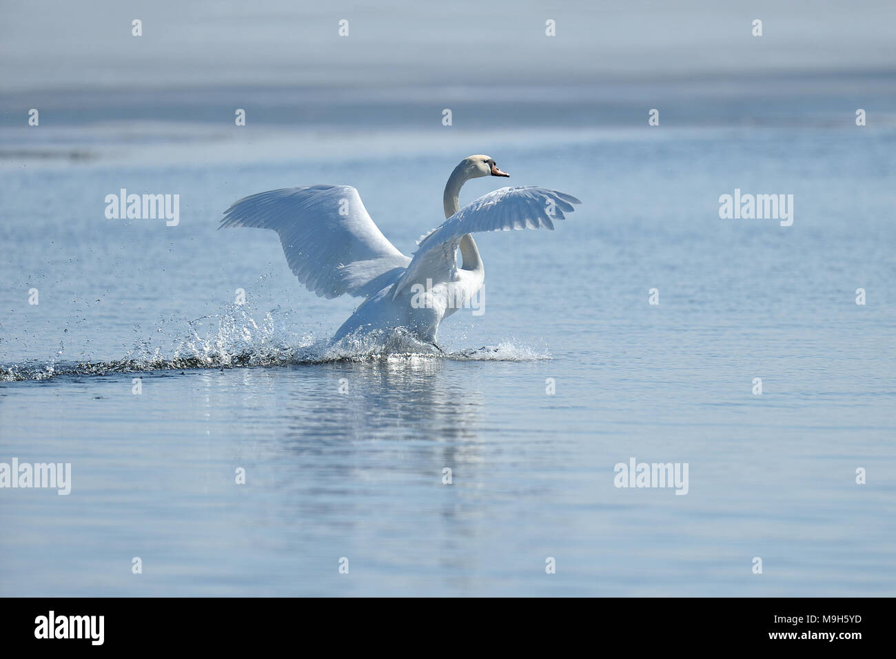Swan rising from water and splashing water drops around Stock Photo - Alamy