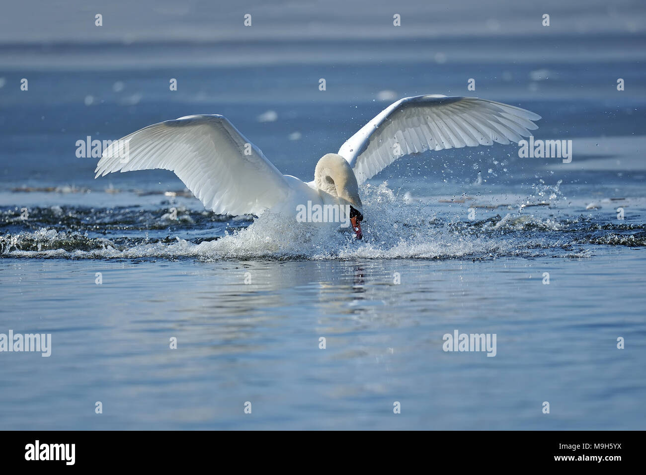 Swan taking flight on spring blue lake Stock Photo - Alamy
