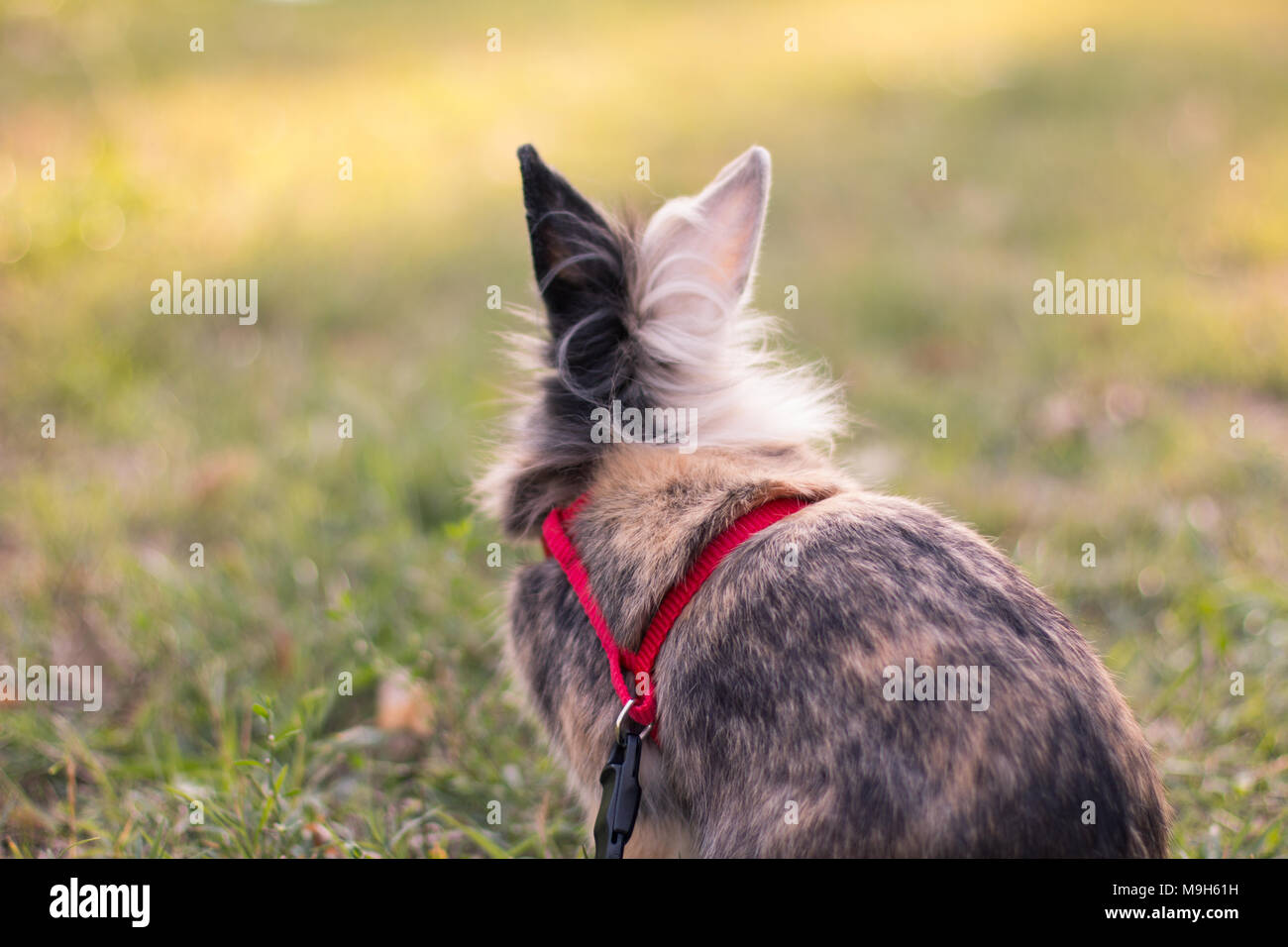 Cute dwarf rabbit on a walk outdoors, from behind Stock Photo - Alamy