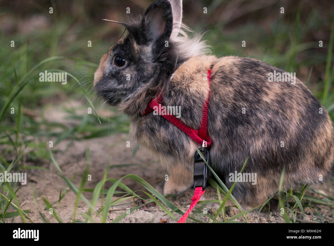 Cute dwarf rabbit on a rope outdoors on the ground Stock Photo - Alamy
