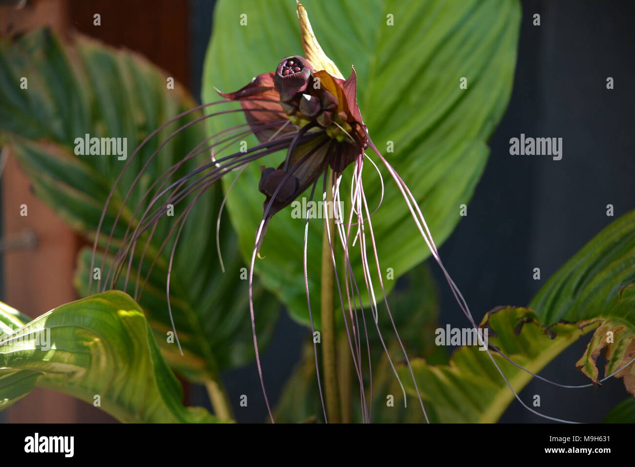 Bat flower opening in a partially shaded garden Stock Photo - Alamy