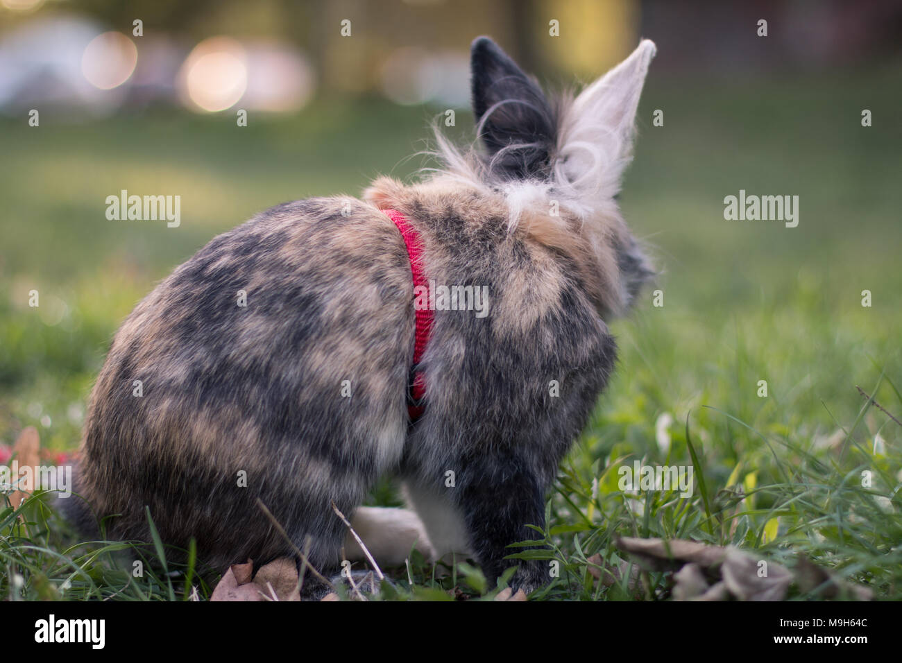 Cute dwarf rabbit on a walk outdoors, from behind Stock Photo - Alamy