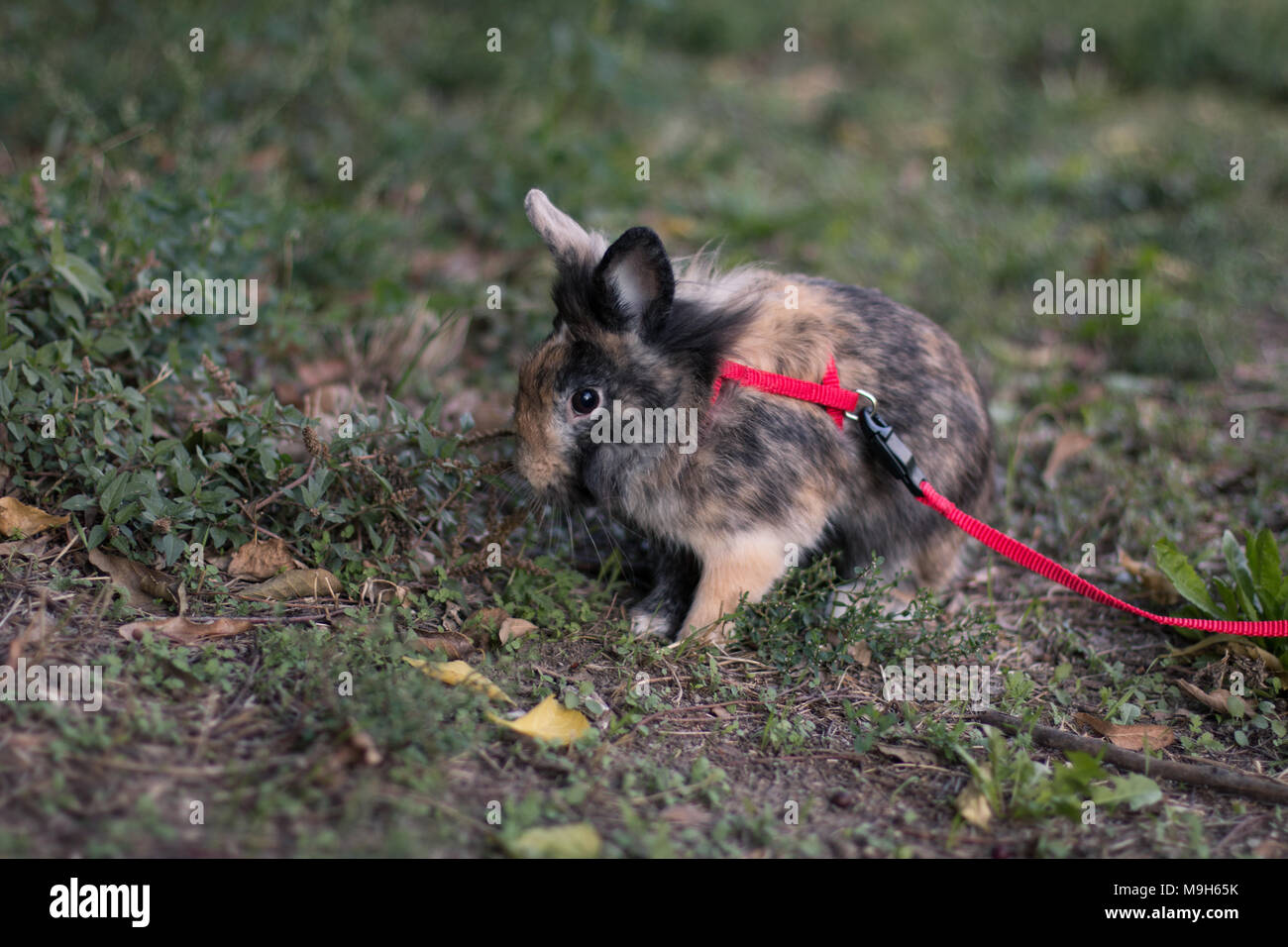 Cute dwarf rabbit on a rope outdoors on the ground Stock Photo - Alamy