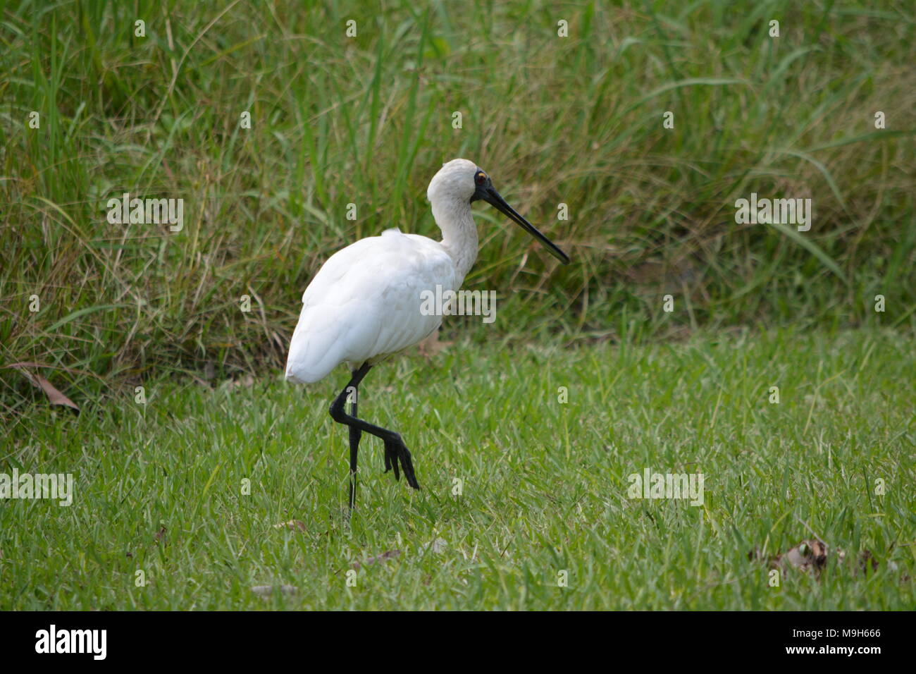 Royal spoonbill bird with white feathers with black bill and legs ...