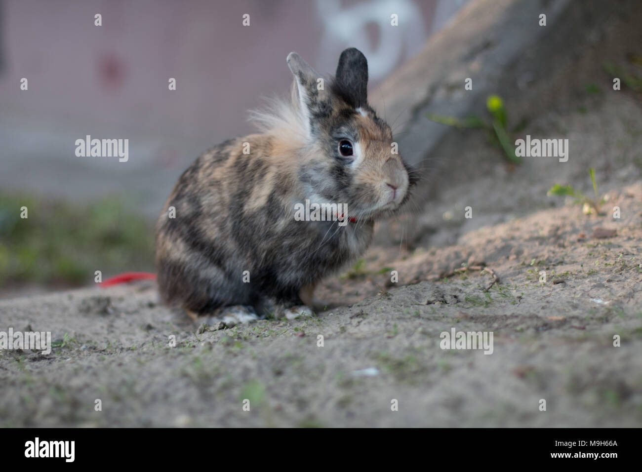Cute dwarf rabbit on a rope outdoors on the ground Stock Photo - Alamy