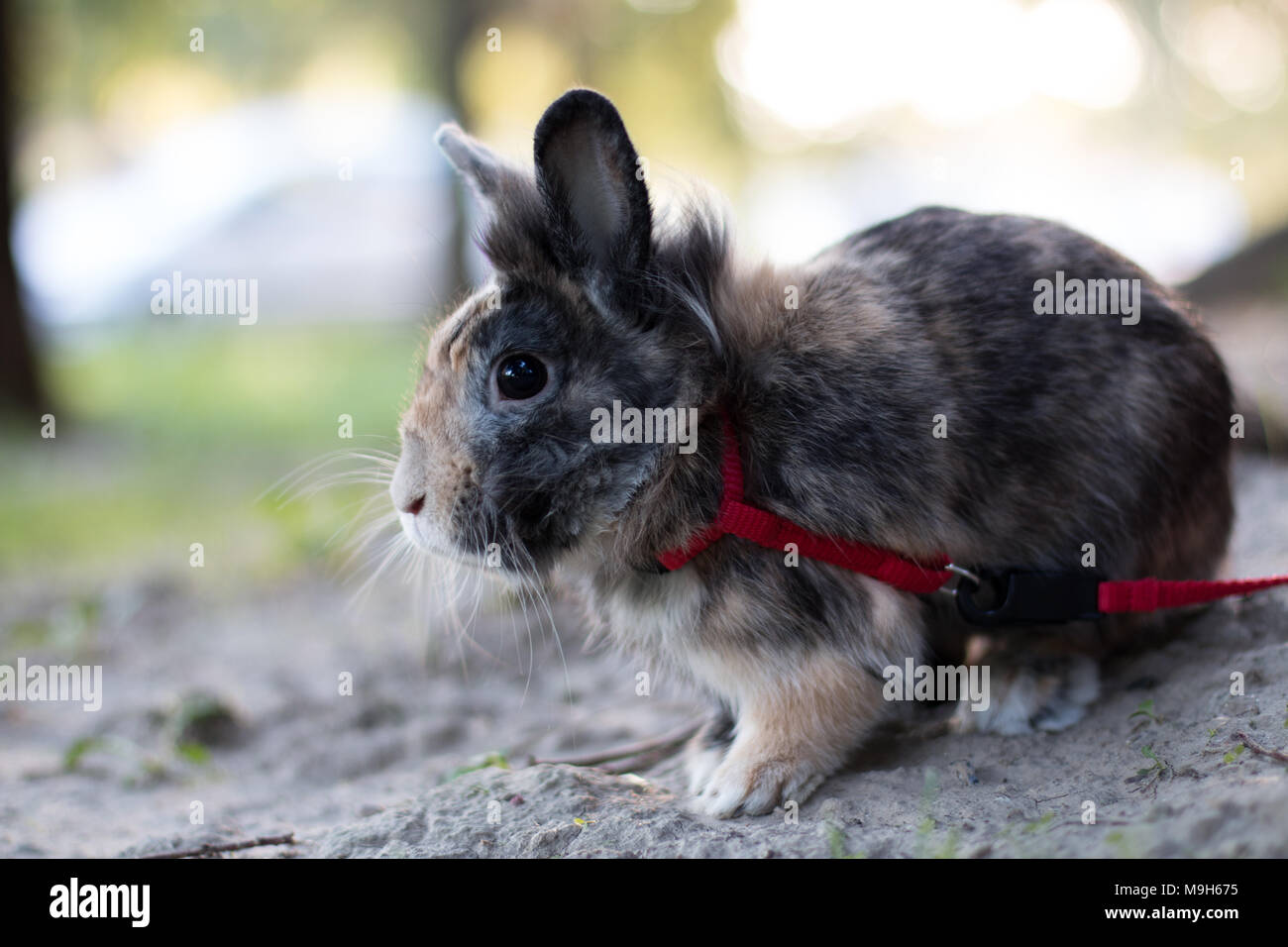 Cute dwarf rabbit on a rope outdoors on the ground Stock Photo - Alamy