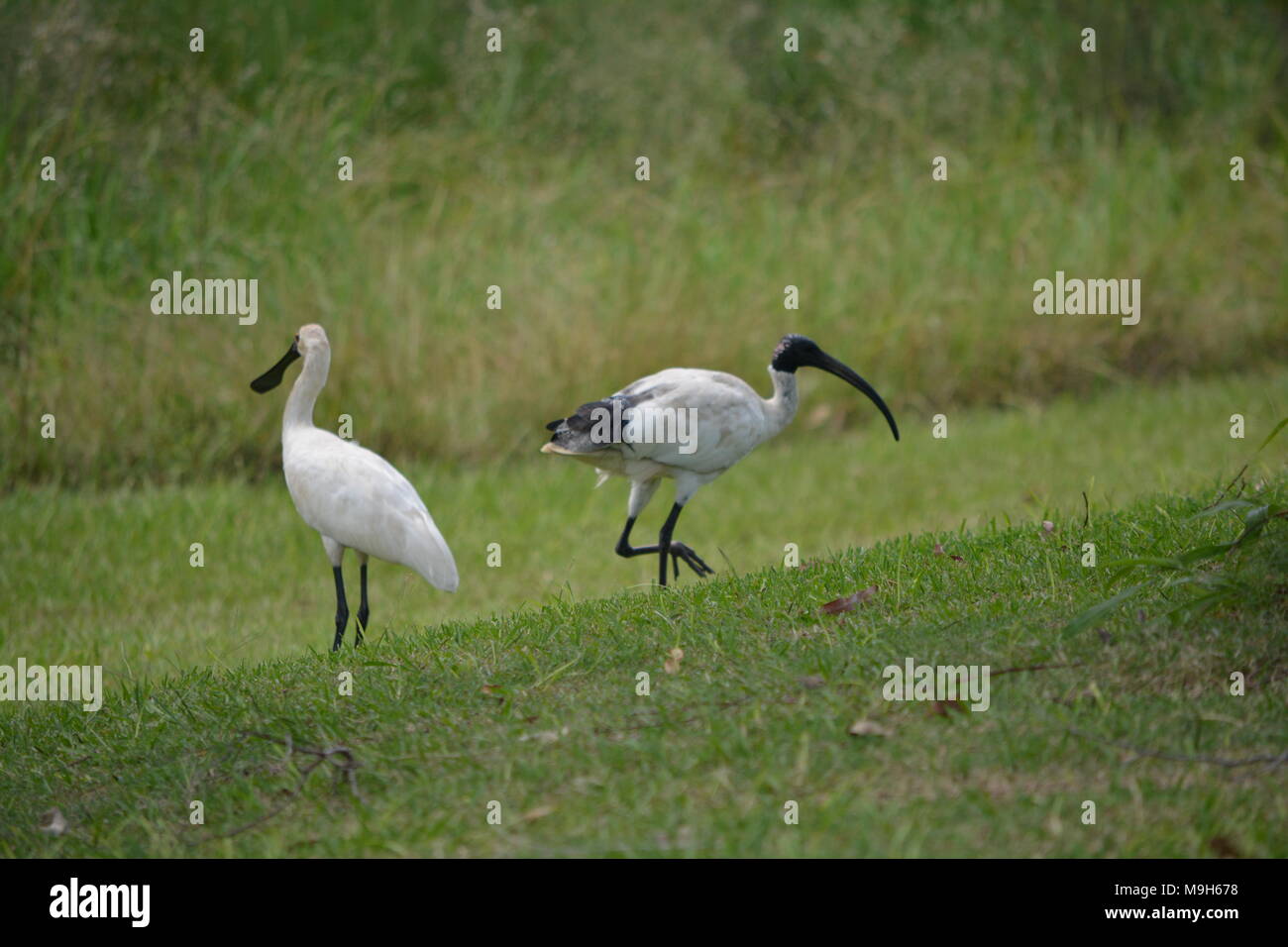 Australian Bird, Royal Spoonbill and an Australian Ibis, Birds of black ...