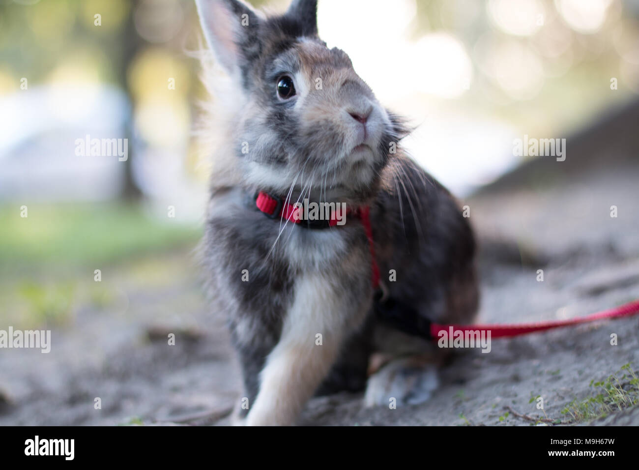 Cute dwarf rabbit on a rope outdoors on the ground Stock Photo - Alamy
