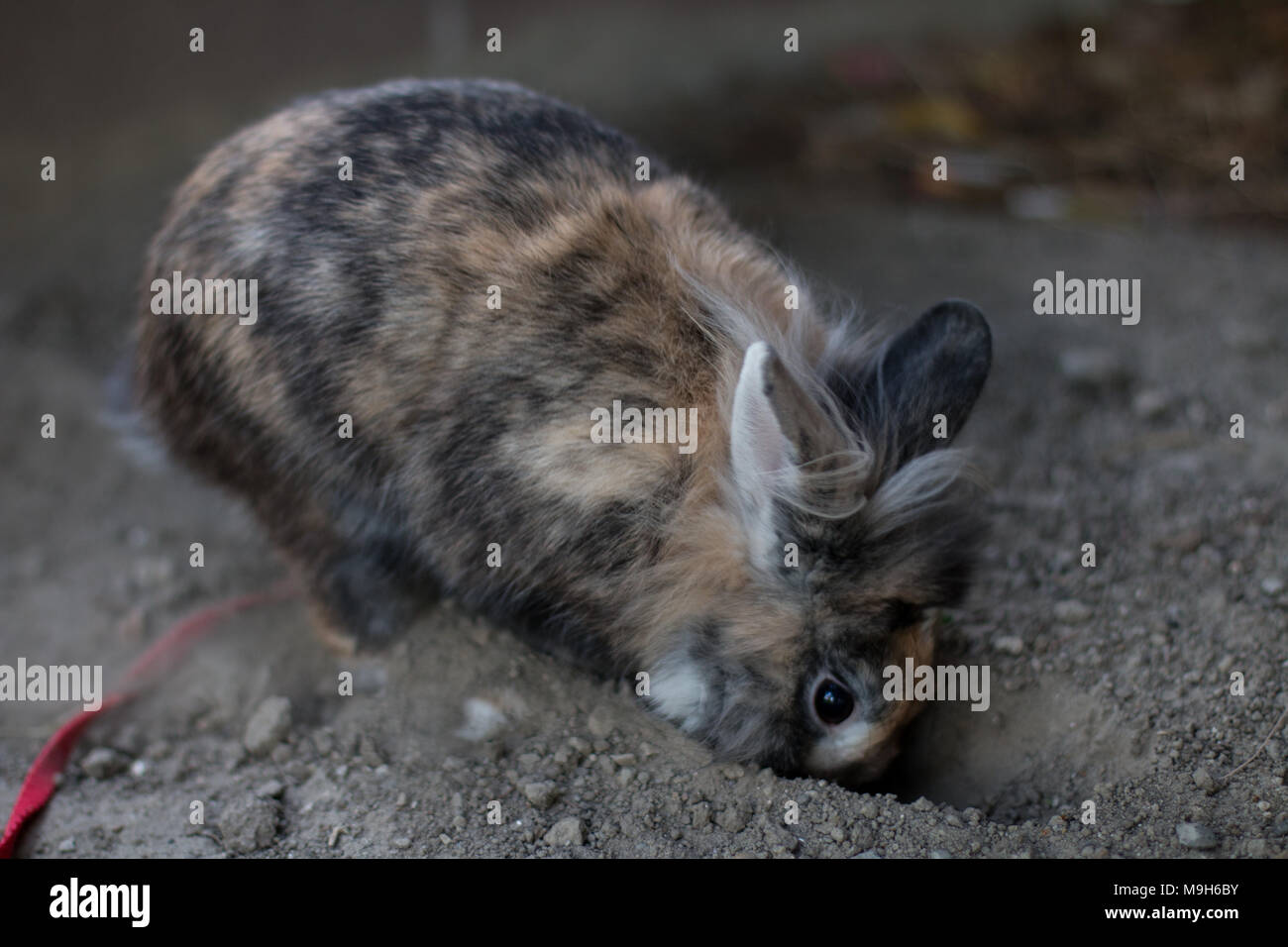Dwarf rabbit digging hole hi-res stock photography and images - Alamy