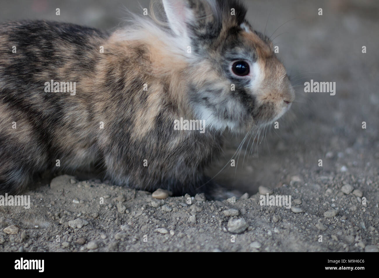 Cute dwarf rabbit digging a hole outdoors Stock Photo - Alamy