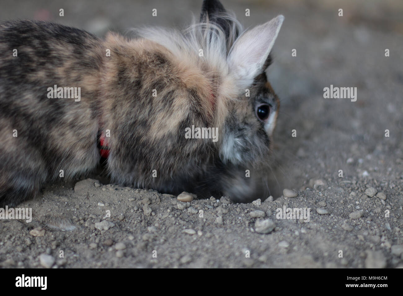 Rabbit digging hi-res stock photography and images - Alamy
