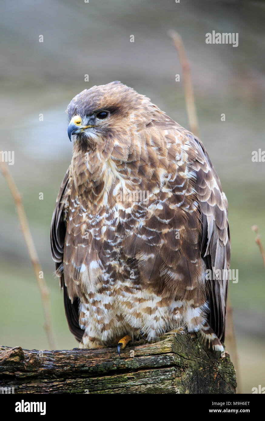 The common buzzard is a medium-to-large bird of prey whose range covers ...