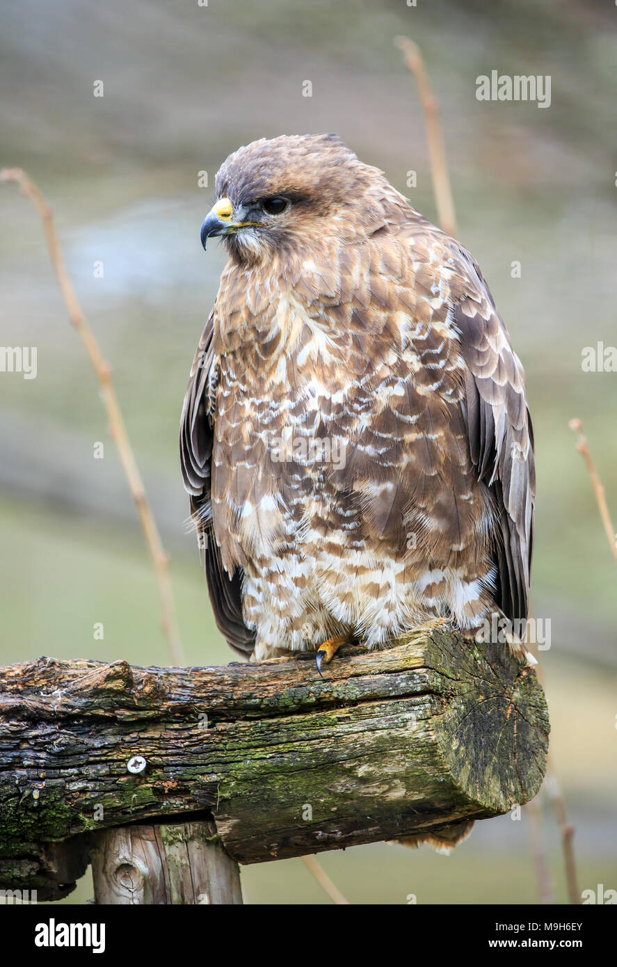 The common buzzard is a medium-to-large bird of prey whose range covers ...