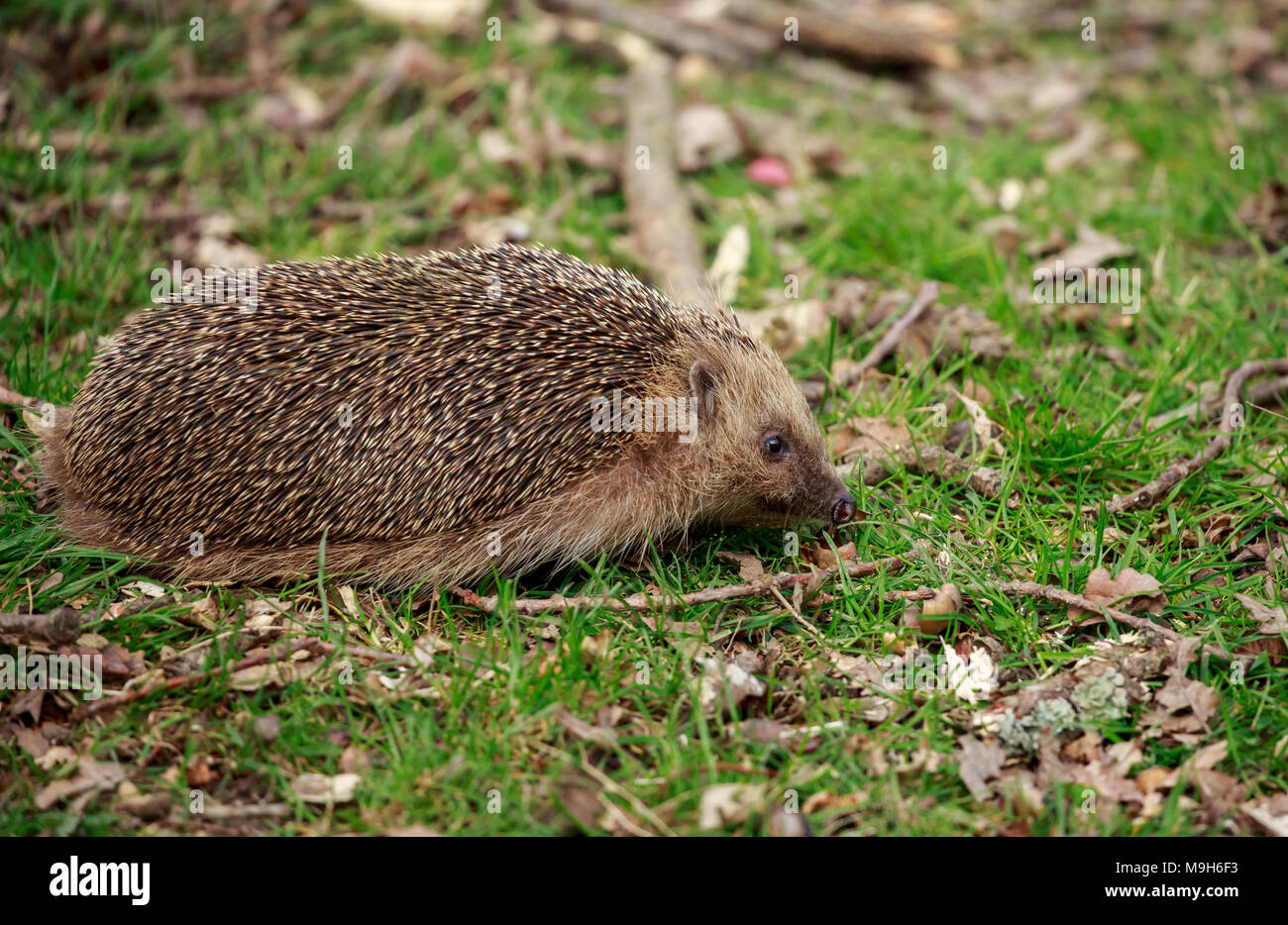 Hedgehogs uk countryside hi-res stock photography and images - Alamy