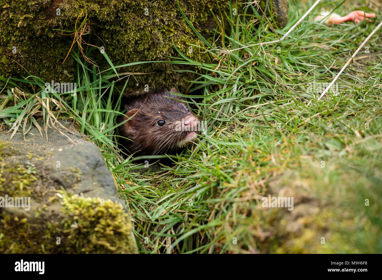 The American mink is a semiaquatic species of mustelid native to North ...