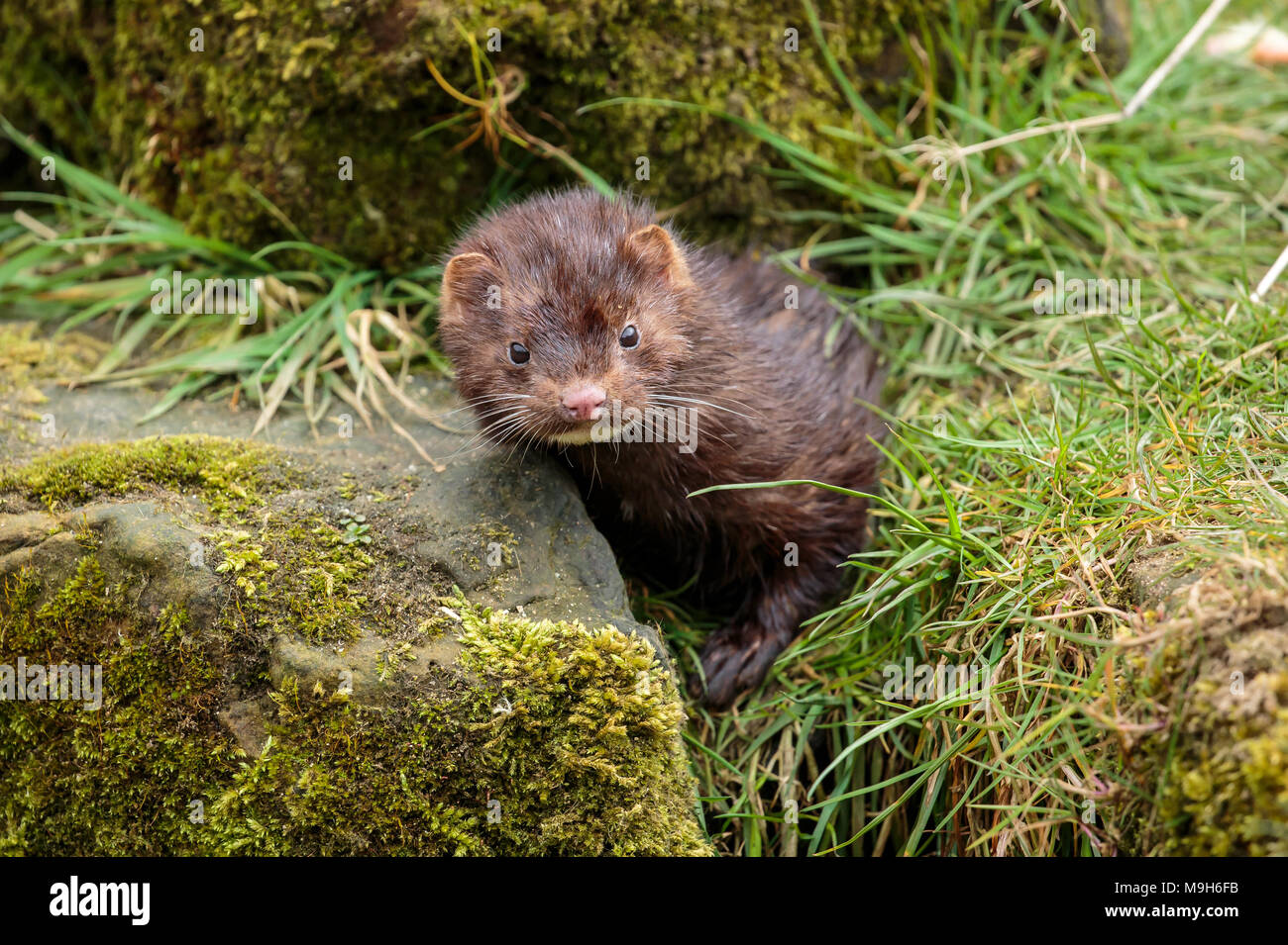 The American mink is a semiaquatic species of mustelid native to North ...
