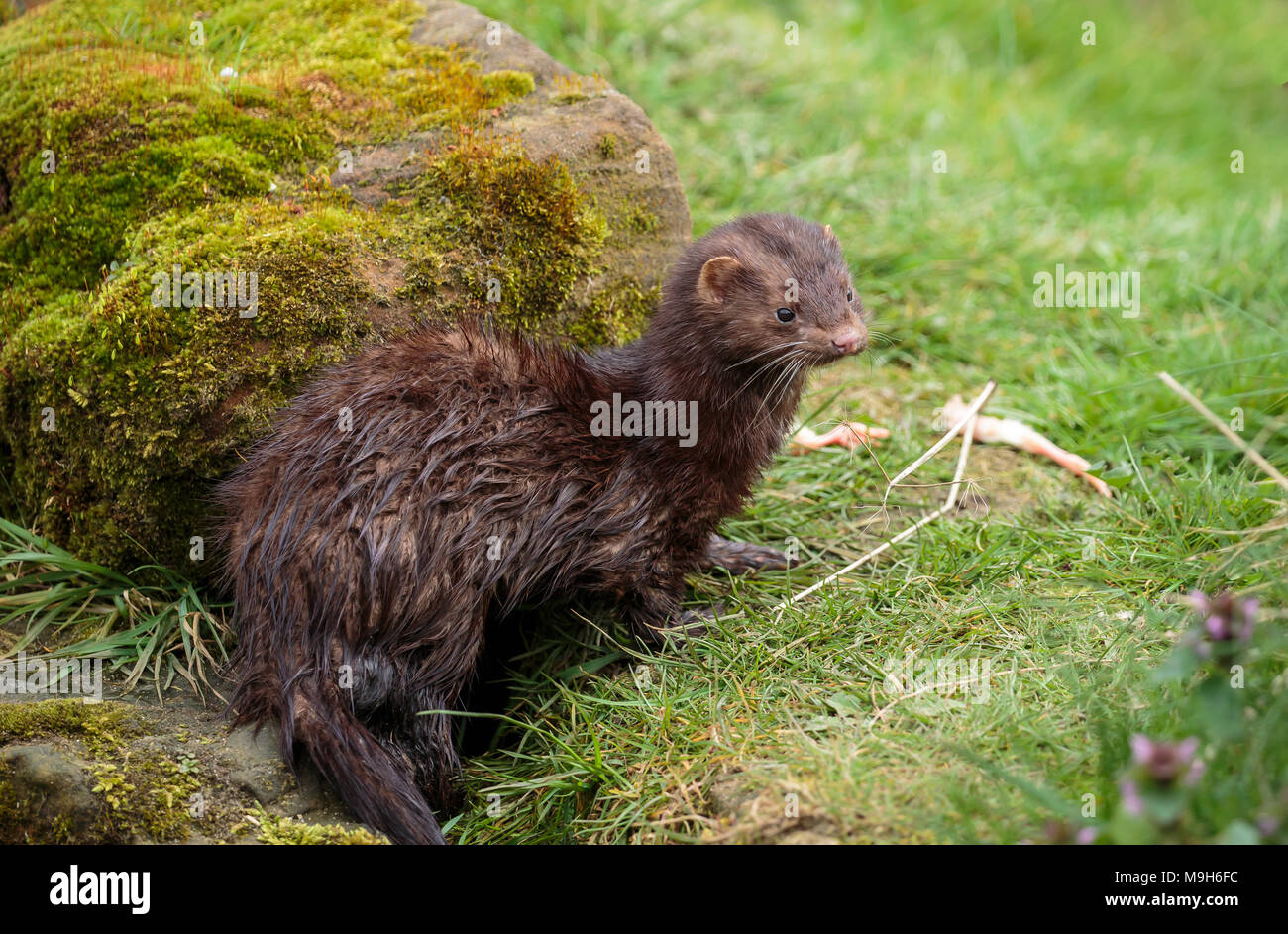 The American mink is a semiaquatic species of mustelid native to North ...