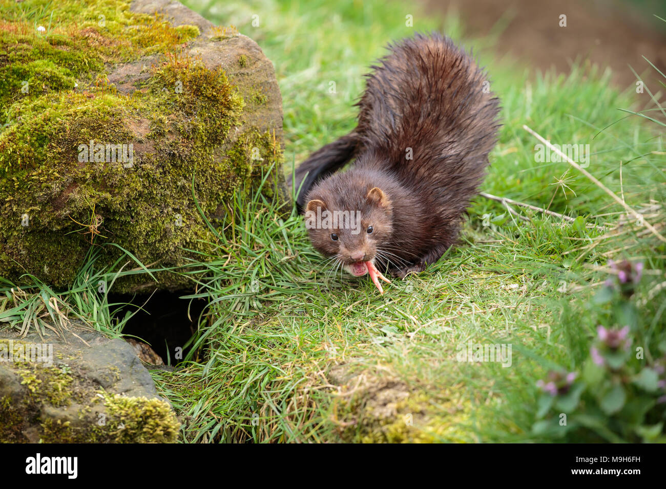 The American mink is a semiaquatic species of mustelid native to North ...