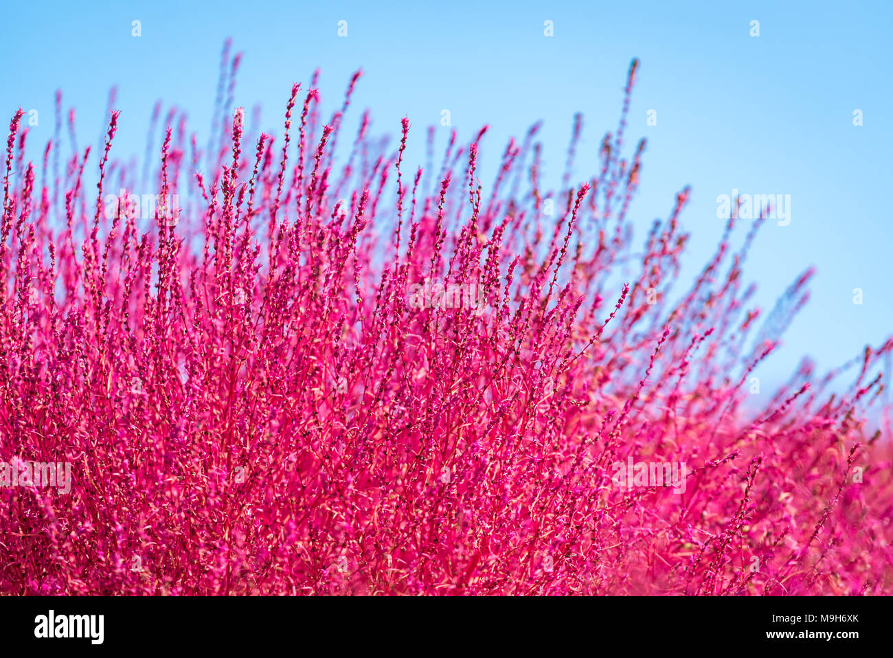 Kochia and cosmos bush with hill landscape Mountain,at Hitachi Seaside ...