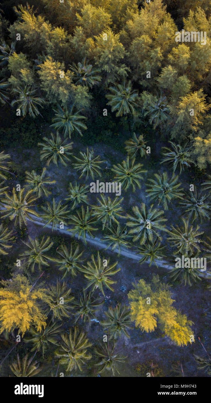 Trees from above hi-res stock photography and images - Alamy