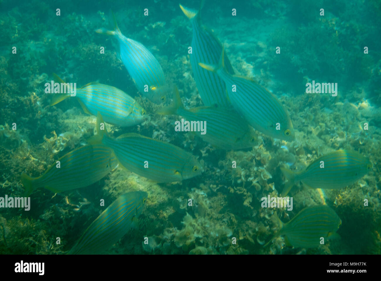 Green sea water hi-res stock photography and images - Alamy