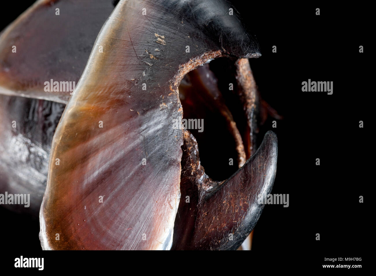The beak or bill of a large cuttlefish, Sepia officinalis, caught in The English Channel, Dorset ...
