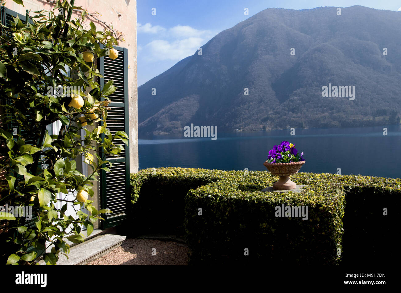 lemon plants and pots of violets in spring on the beautiful lake of ...