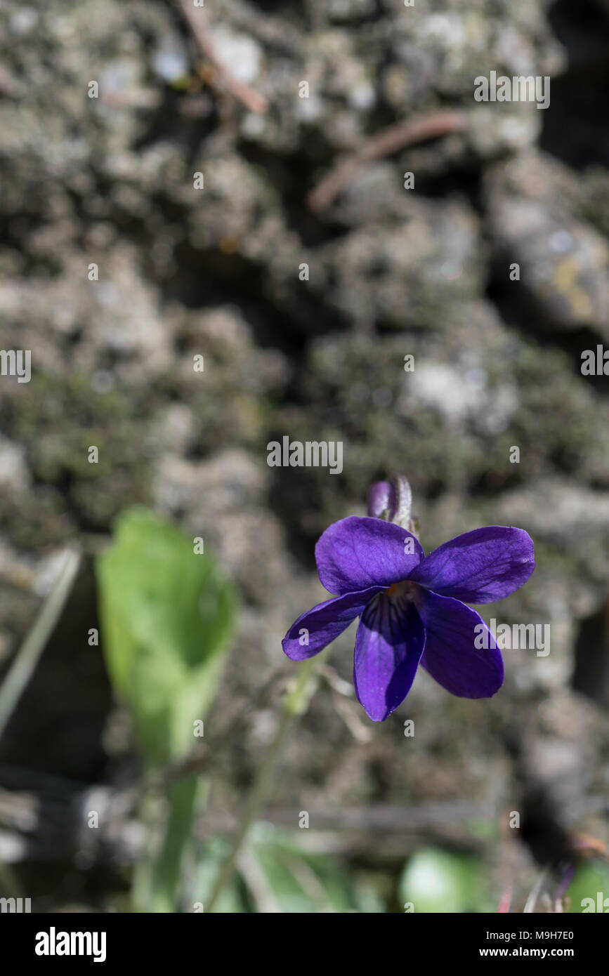 Violets close up hi-res stock photography and images - Alamy