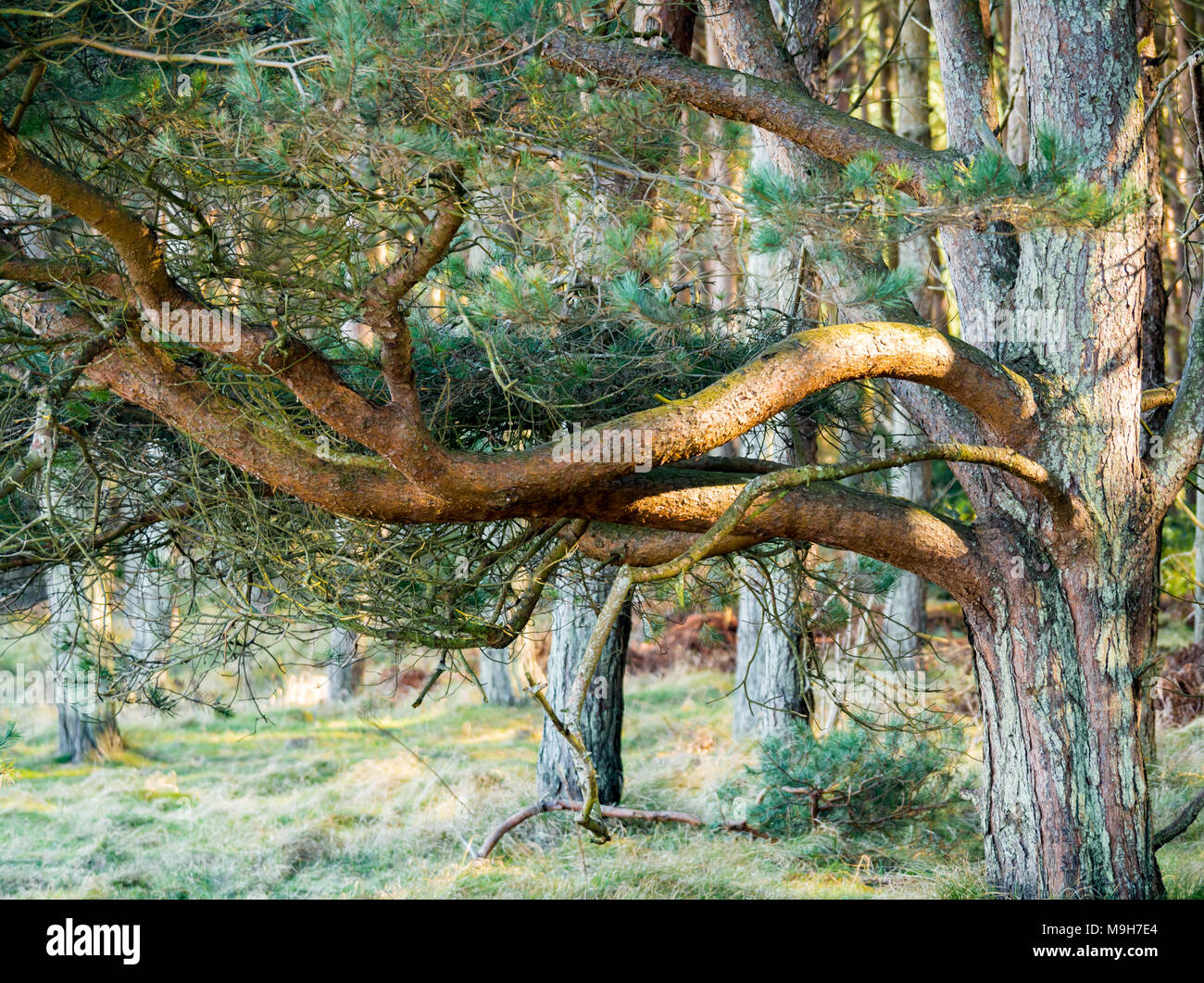 Scots pines john muir country park hi-res stock photography and images ...