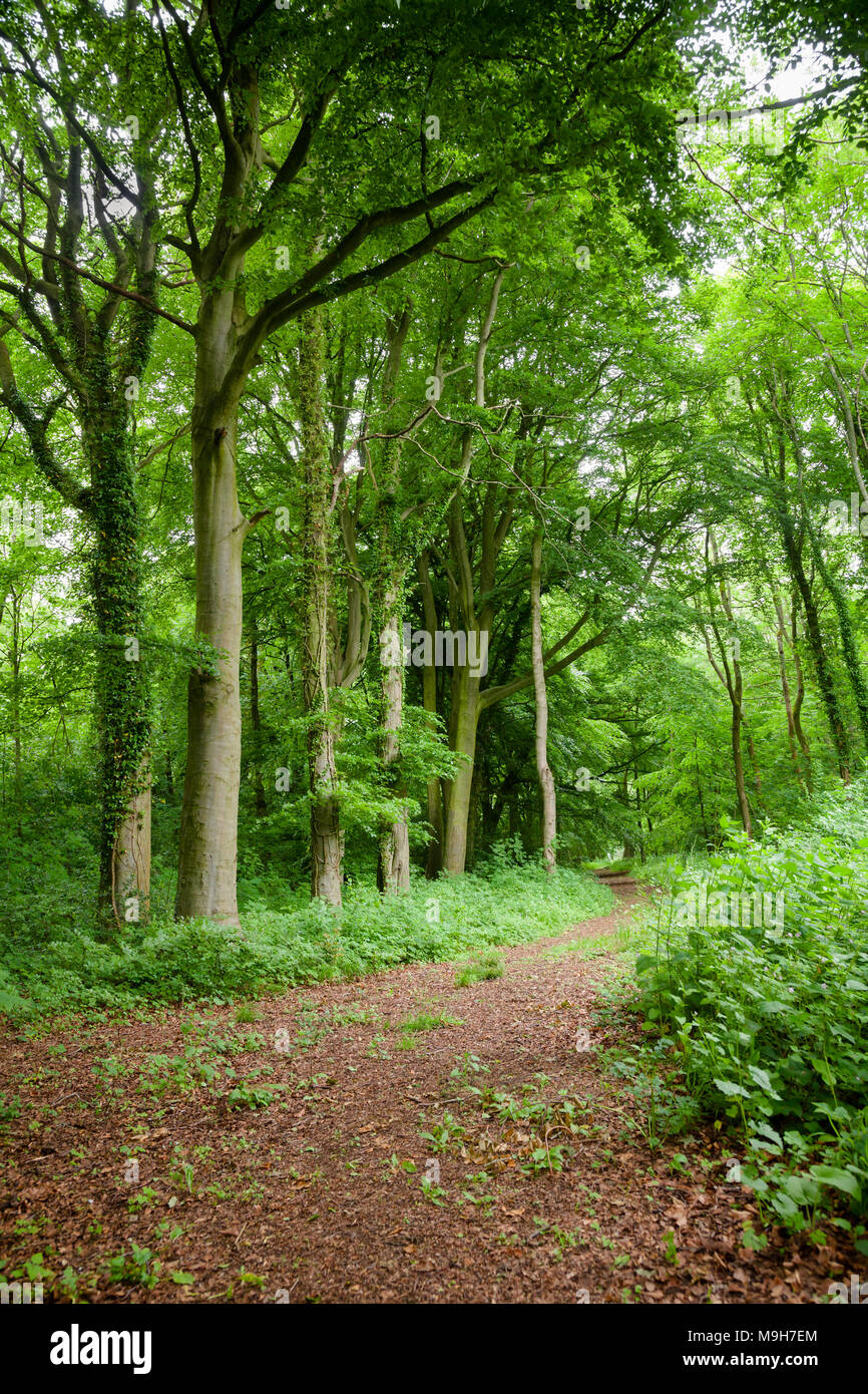 Scenic dirt road through green forest in Southern England Stock Photo ...