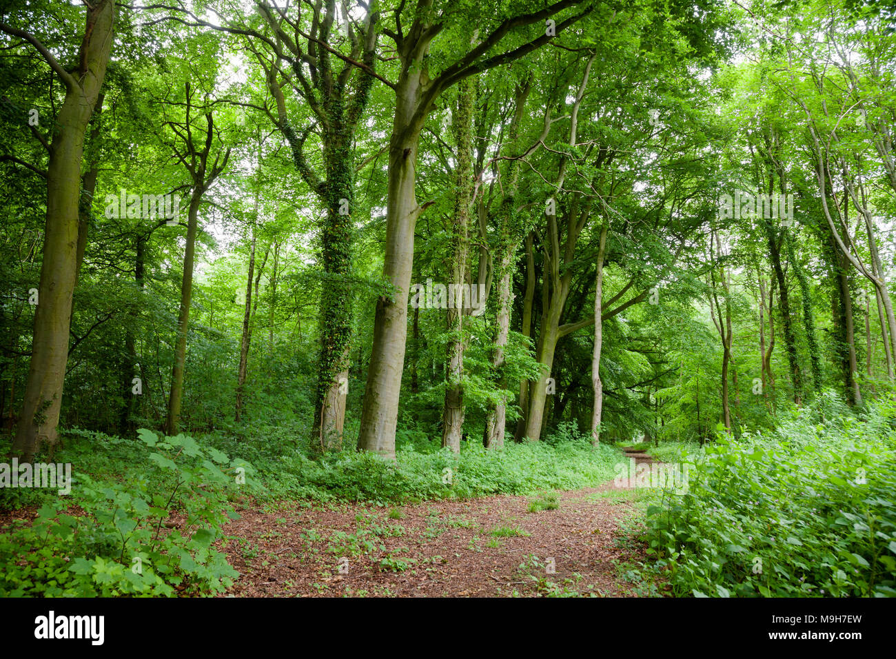 Scenic dirt road through green forest in Southern England Stock Photo ...