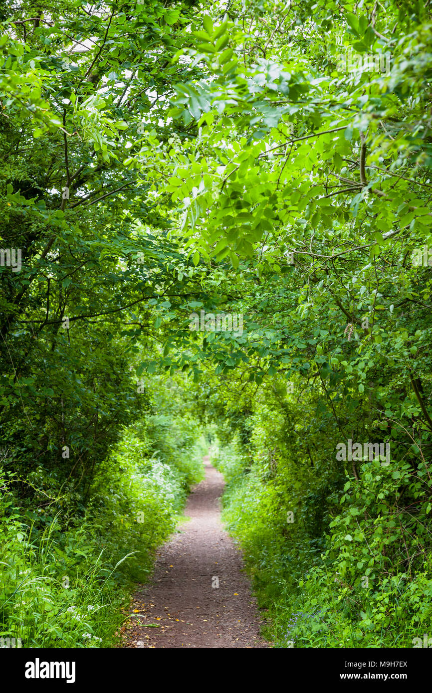 Trees and bushes along straight pathway forming a tunnel in Southern ...