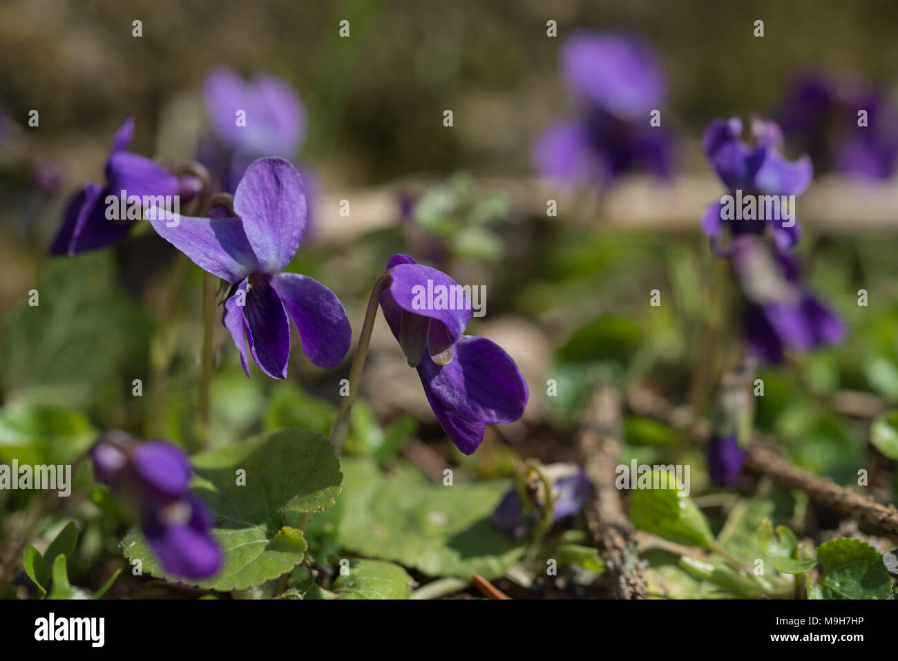 Violets close up hi-res stock photography and images - Alamy