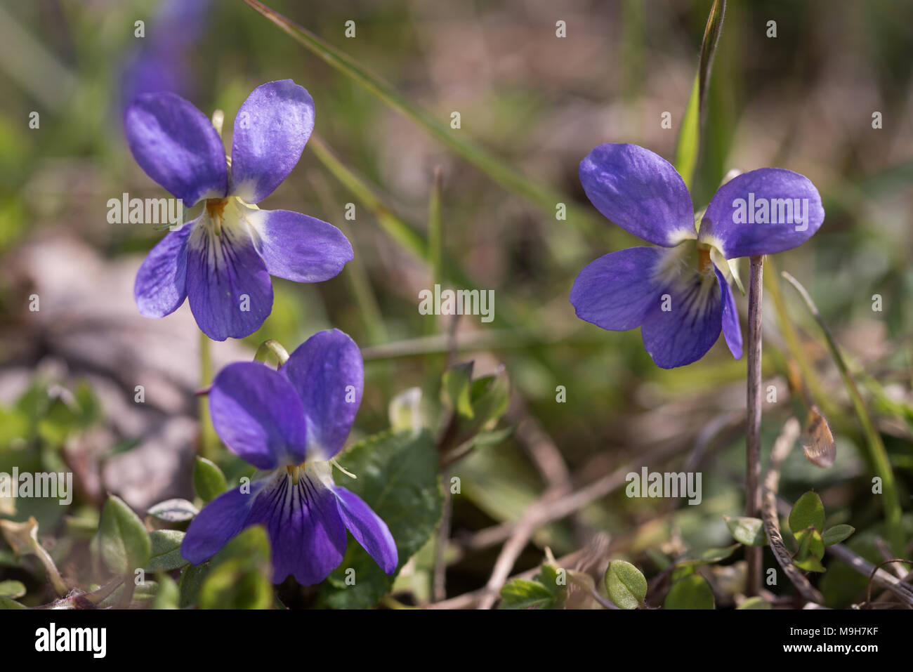 Violets Close Up High Resolution Stock Photography and Images - Alamy