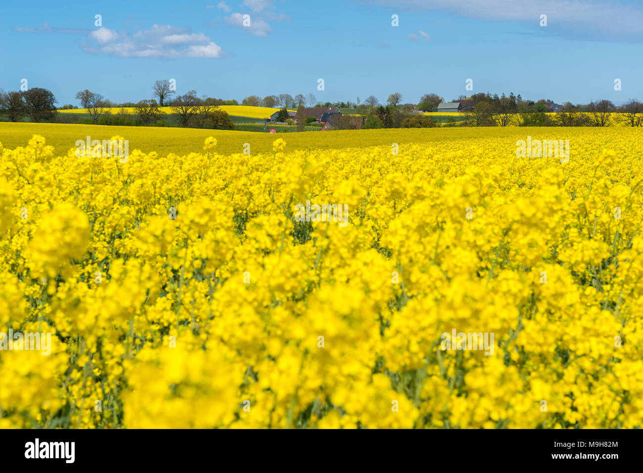 Field of rape in the hilly part of Schleswig-Holstein near Plön, Schleswig-Holstein, Plön ...