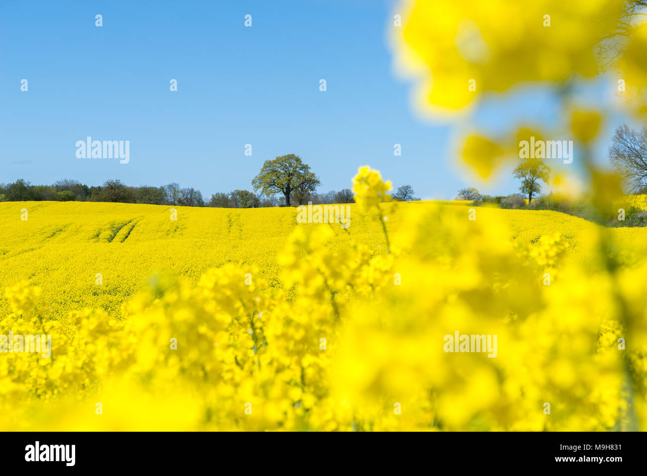 Field of rape in the hilly part of Schleswig-Holstein near Plön, Schleswig-Holstein, Plön ...